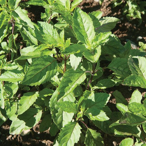 Basil, Tulsi Temperate/Holy | The Dirty Gardener, LLC