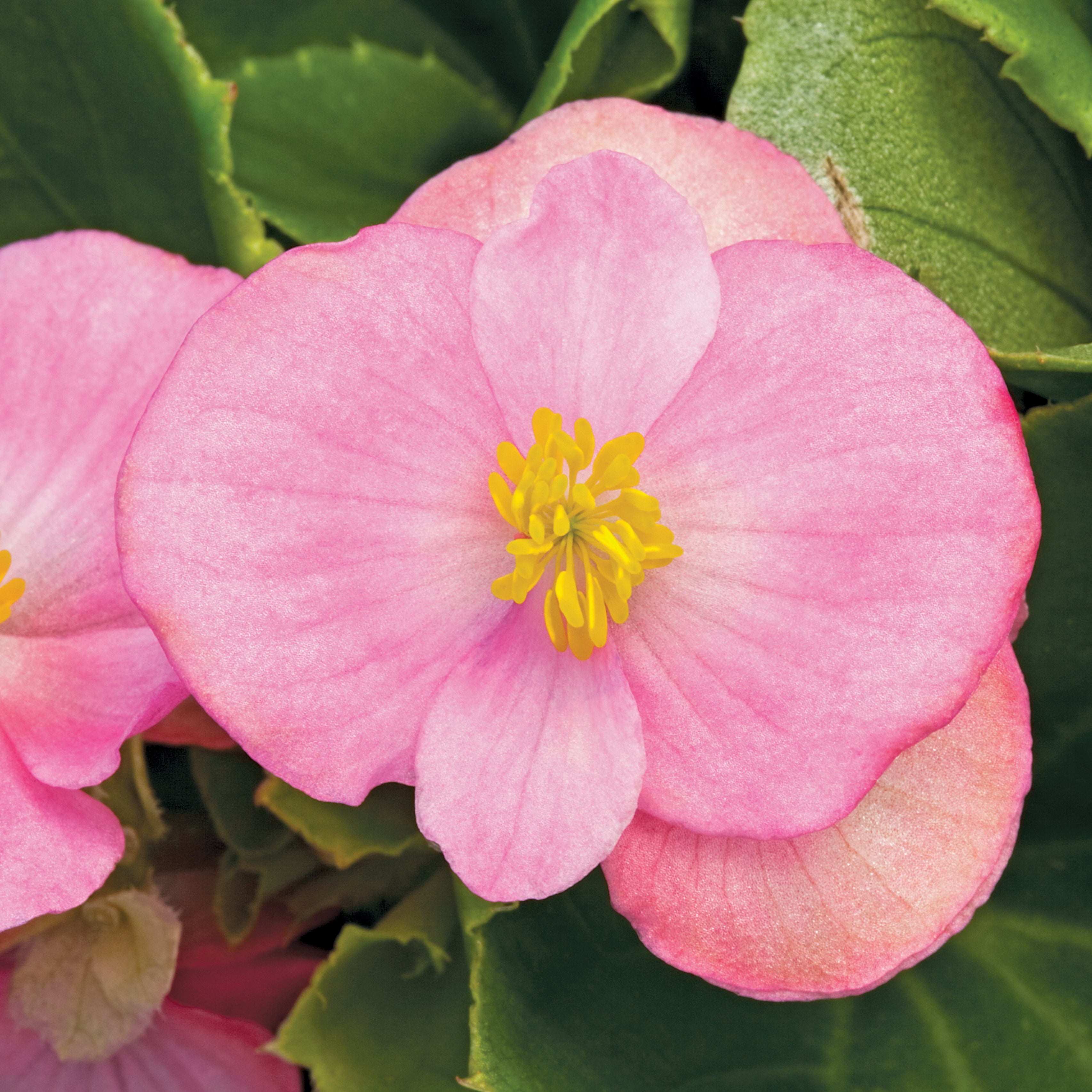Begonia Bada Bing / Bada Boom Pink | The Dirty Gardener, LLC