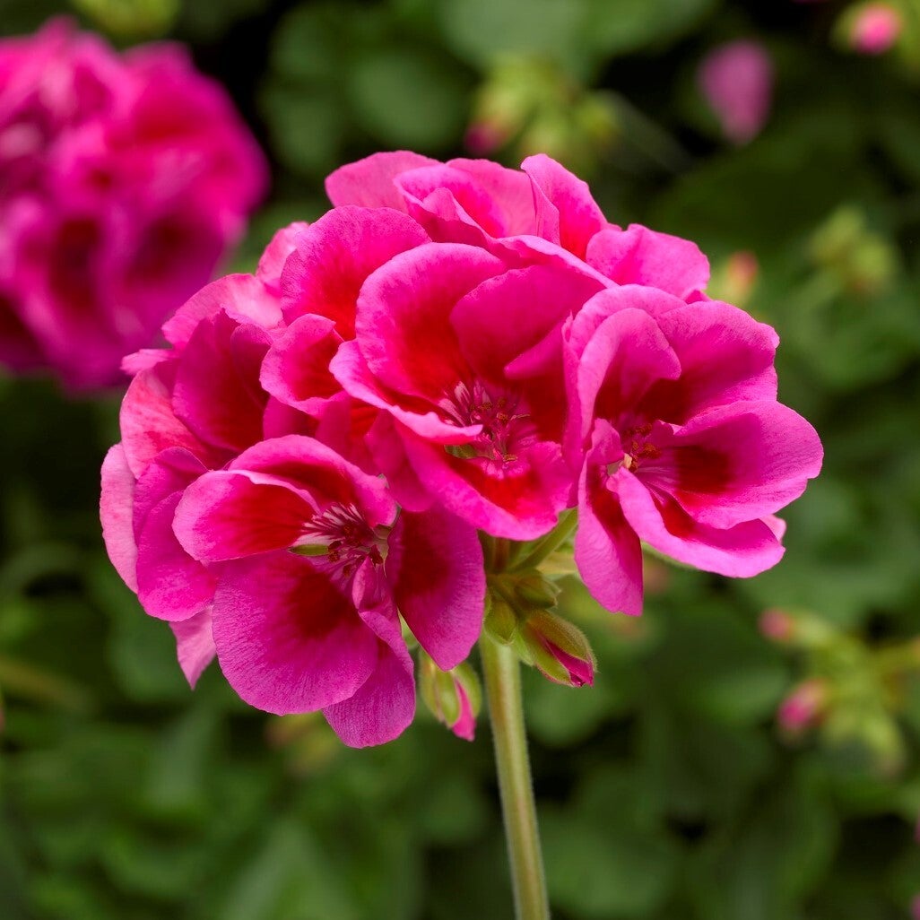 Geranium Calliope® Medium Pink Splash | The Dirty Gardener, LLC