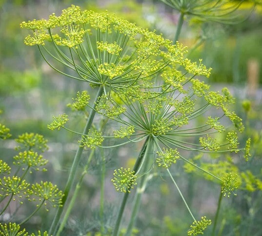 Dill, Tetra | The Dirty Gardener, LLC